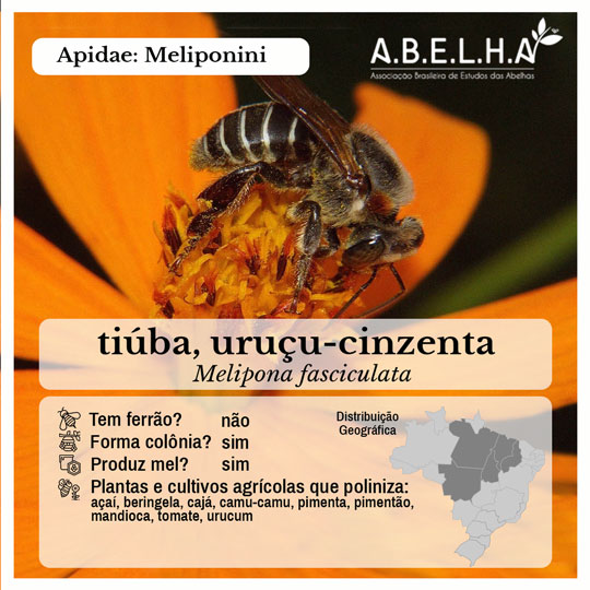 card-09-Melipona-fasciculata - A.B.E.L.H.A.